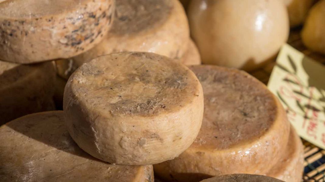 Casu Marzu: il formaggio sardo più pericoloso, scopri perché