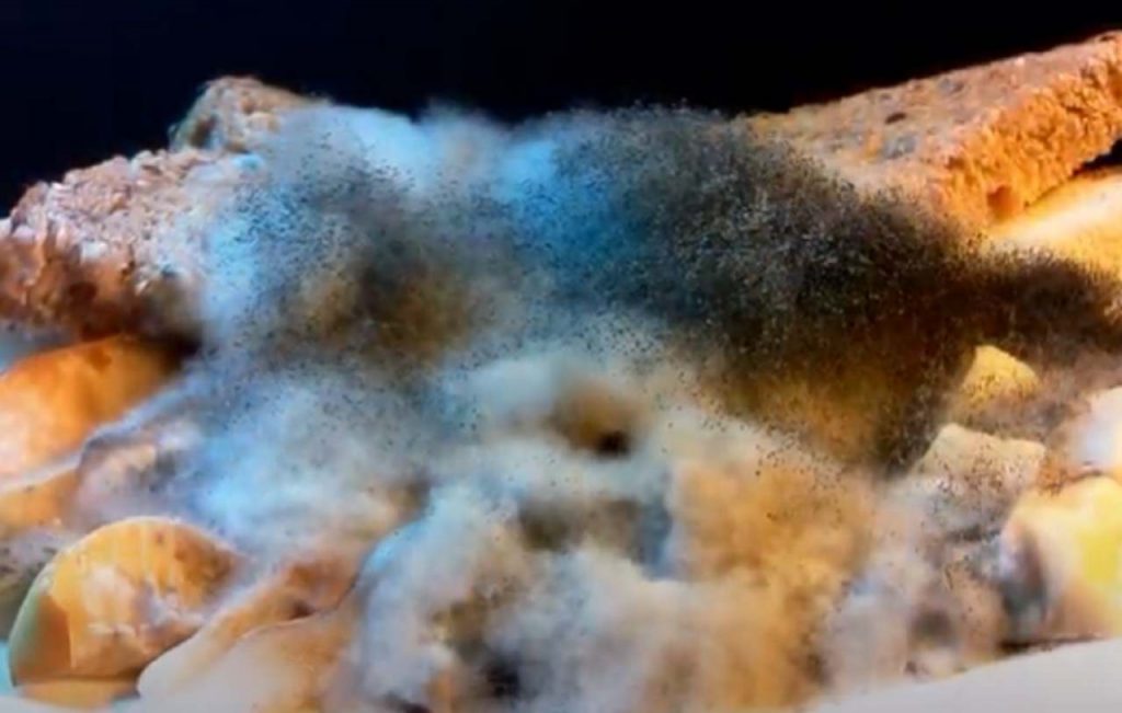 Cibi muffa, quali si possono mangiare e quali no? La verità