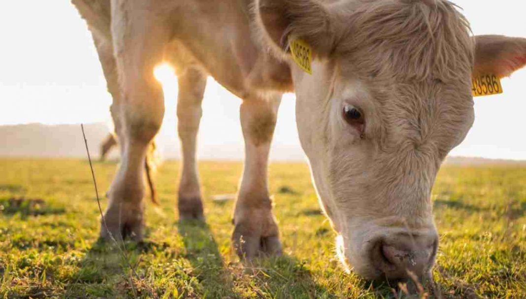 Le mucche che ascoltano la musica fanno più latte: la storia incredibile